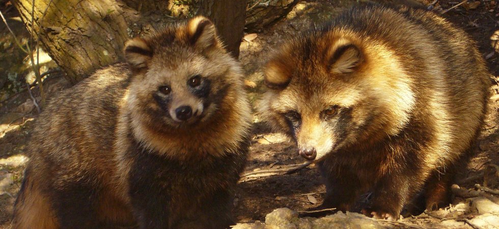 Japan House | The Trickster Animal Spirit: Tanuki